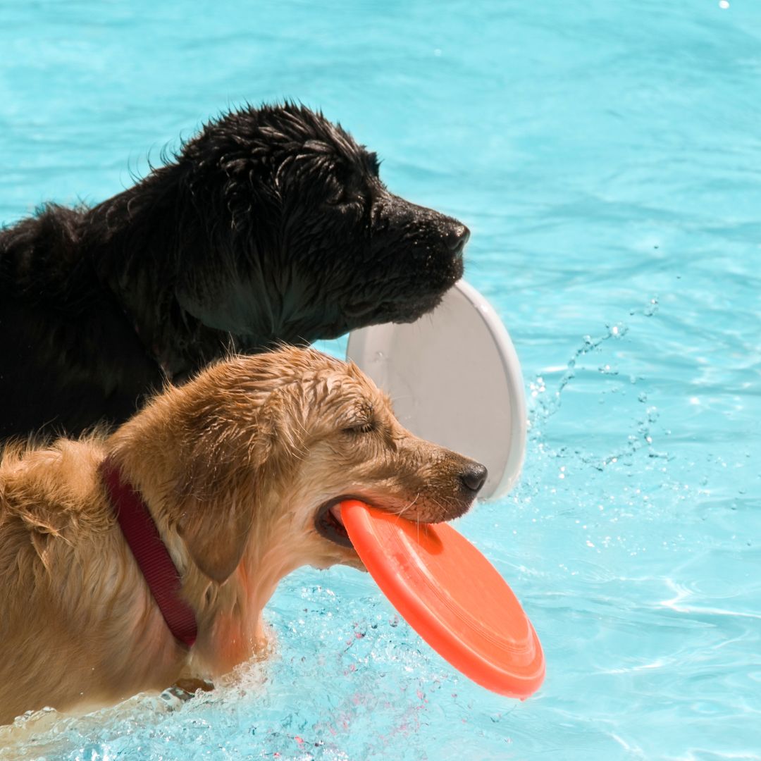 Book a Swim – Happy Doggo
